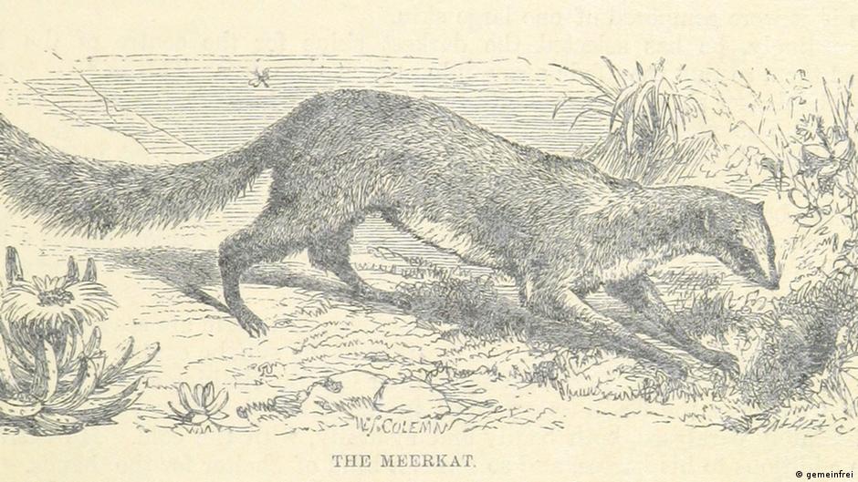 Changing faces of animals we think we know – DW – 07/09/2015