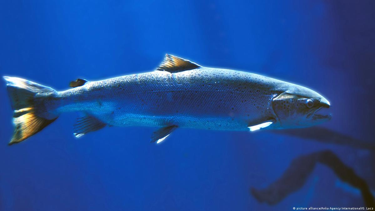 GE fish OK to eat – DW – 11/19/2015