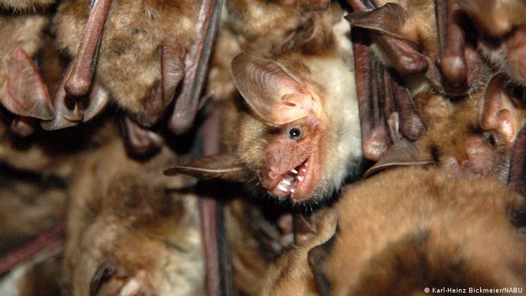 Basic bat navigation – DW – 10/26/2015