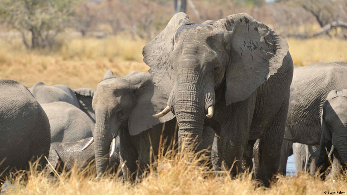 Elephant protection – DW – 07/21/2015