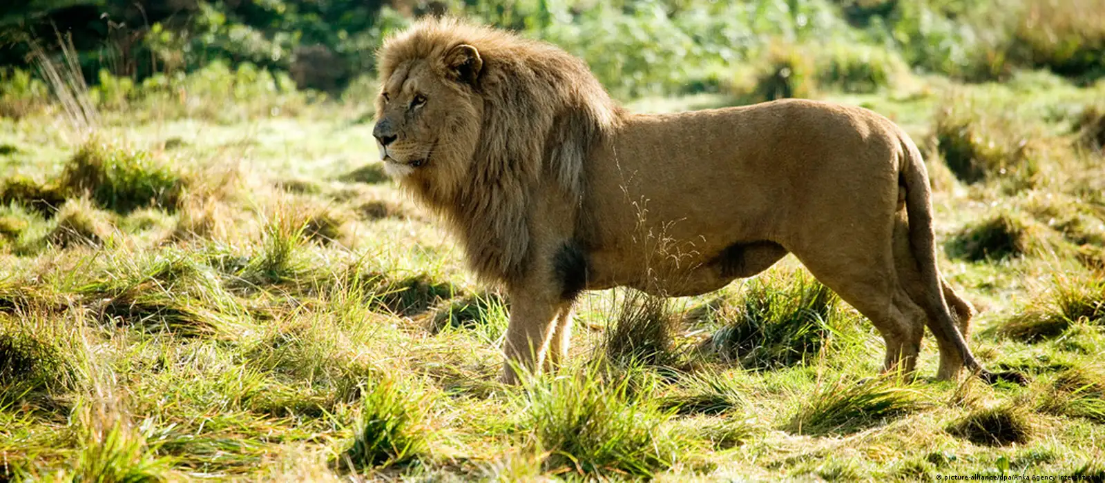 Jangli Janwar Wallpaper