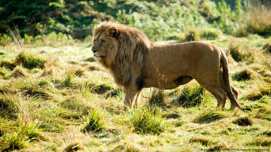 Hunting in Zimbabwe