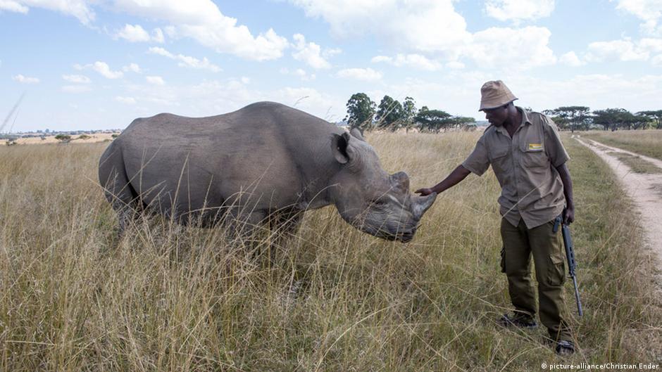 UN greifen gegen Wilderei durch – DW – 30.07.2015