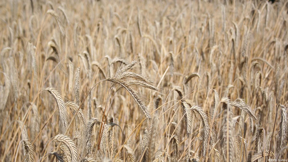 Ukrainian farmers harvest record grain crop