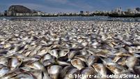 Alarming rise in mass animal deaths