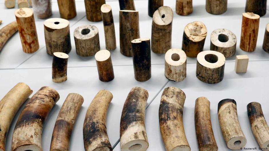 $400,000 of ivory seized – DW – 08/04/2015