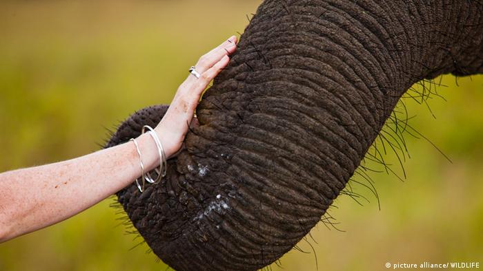 Mogu li slonovi još biti spašeni? | Priča dana | DW | 26.08.2015