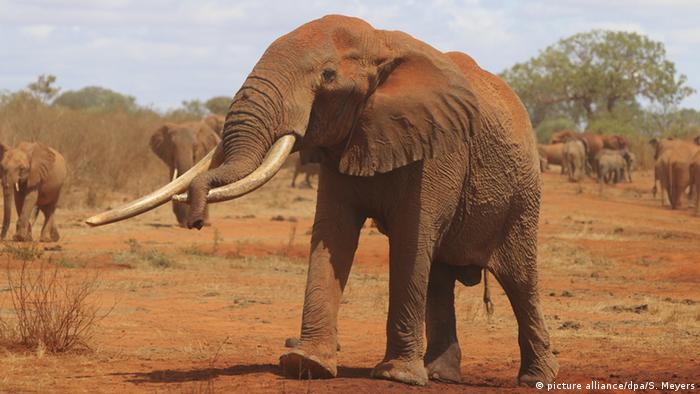 The special 'zombie gene' that protects elephants from cancer | DW ...