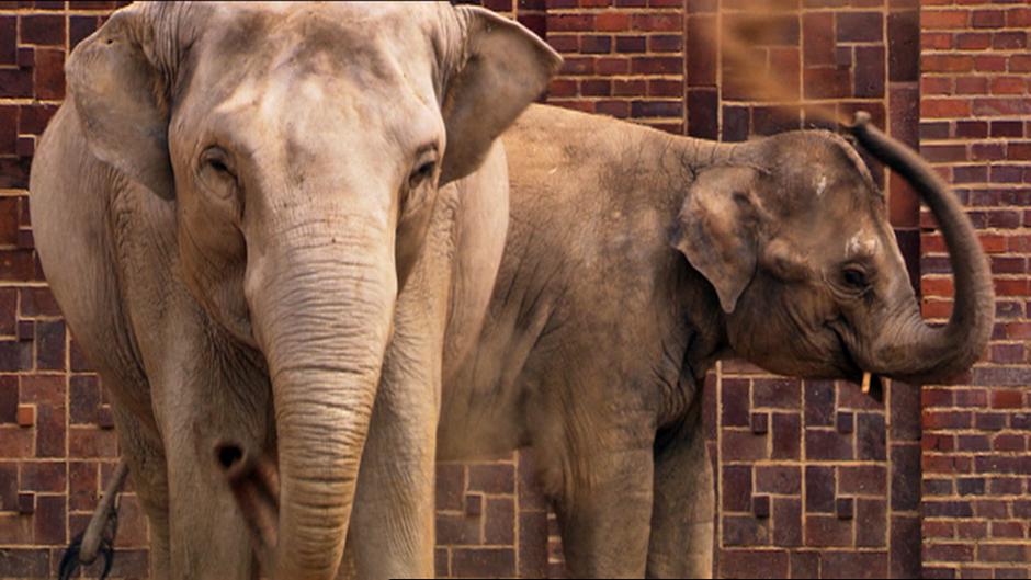 A vision of a zoo – DW – 08/22/2015