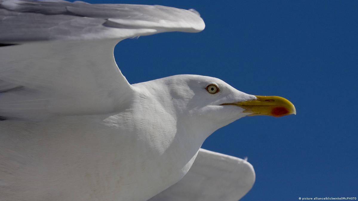 Galling gulls – DW – 08/13/2015