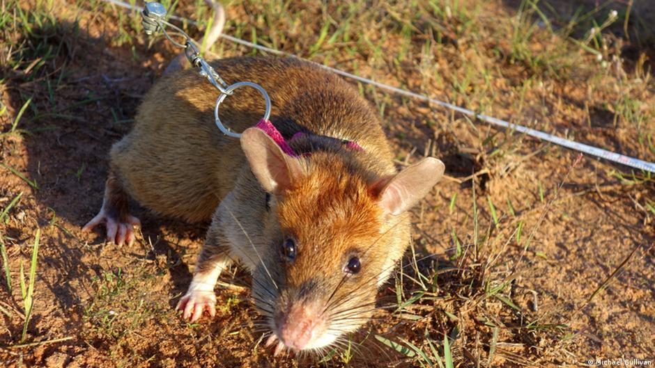 Mine-sniffing rats in Cambodia – DW – 11/09/2015