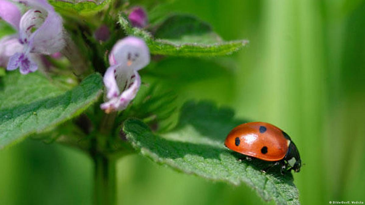 Europe's seven spot ladybug recovers from Asian 'attack' – DW – 08/17/2015