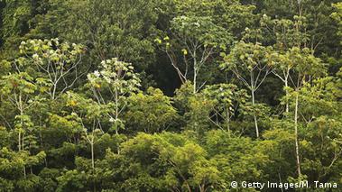 Por que a Amazônia é vital para o mundo? – DW – 22/08/2019