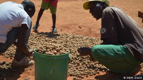 A batata reno é muito procurada mas escasseia – DW – 20/08/2015