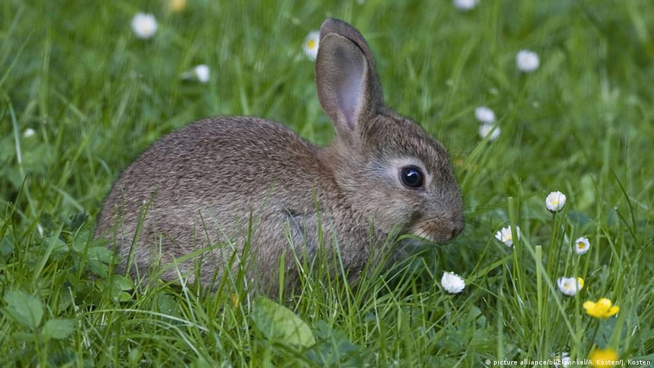 Poland urges citizens to multiply like rabbits – DW – 11/08/2017
