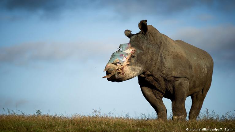 Smarter ways to fight poaching – DW – 04/07/2016