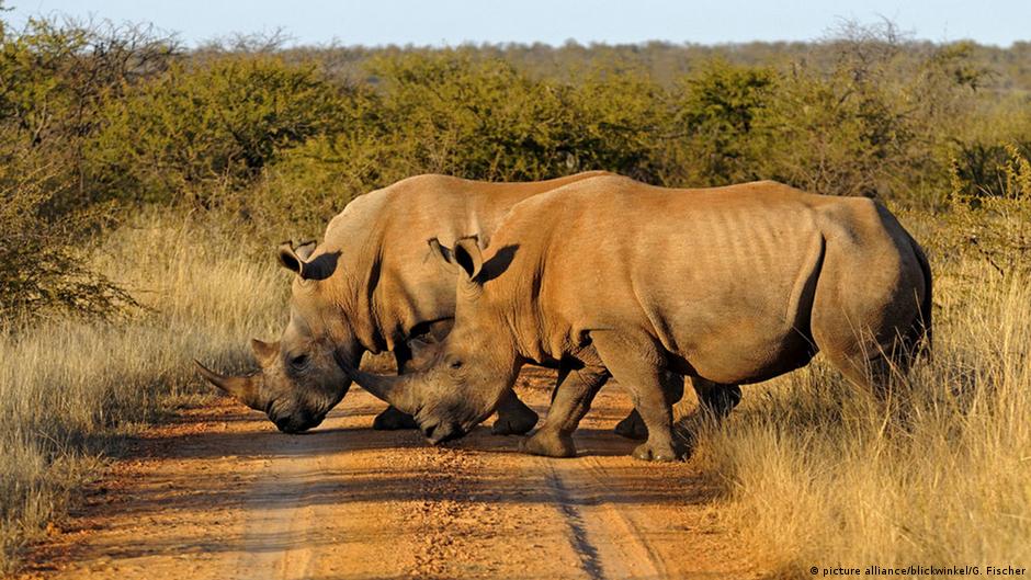 Dajin Falgore a halin yanzu – DW – 08/19/2016