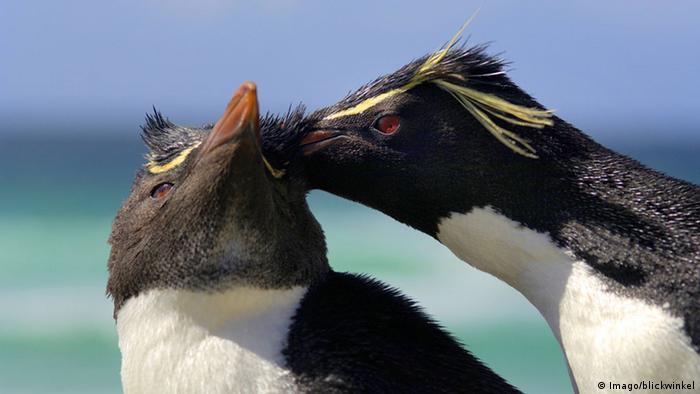 The unbreaking heart of rockhopper penguins | DW Learn German