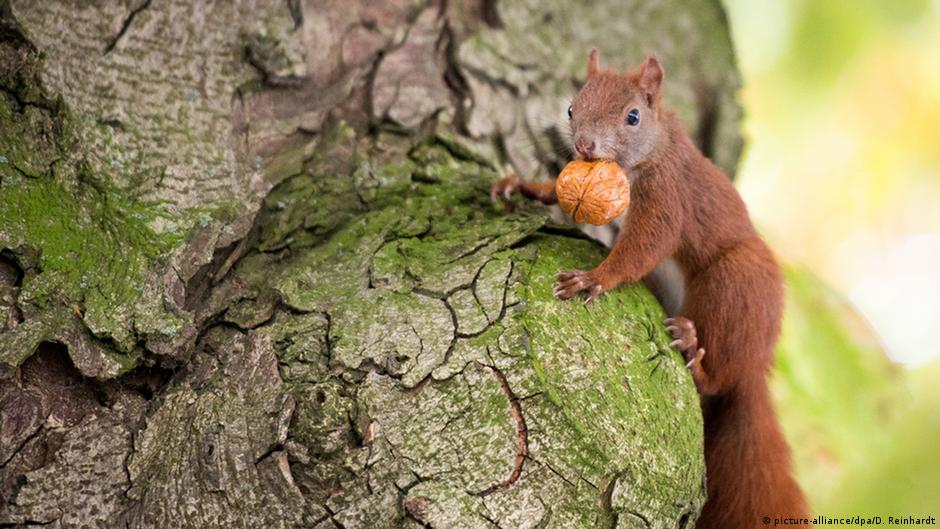 Living in an urban treehouse – DW – 06/15/2017