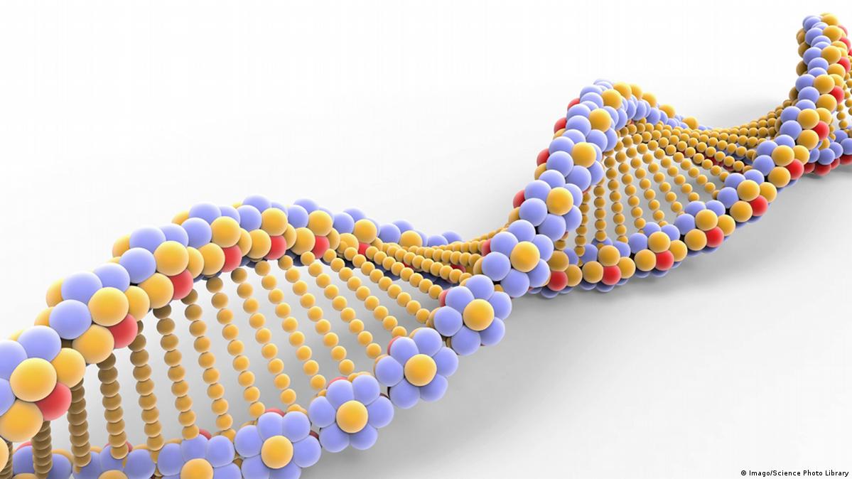 Gene editing causes multiple mutations – DW – 07/19/2018