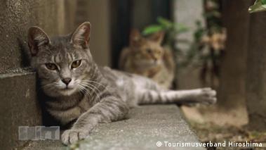 A cat's-eye view of Japan