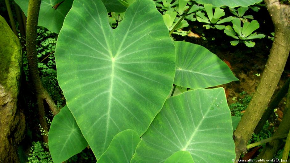 World in Progress: Vanuatu Taro farming – DW – 10/14/2015