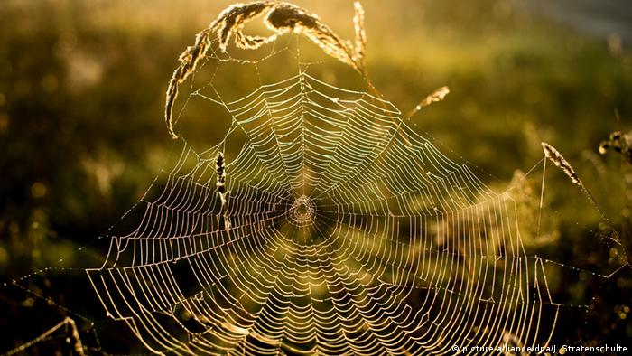 The tangled webs spiders weave | Conservation | DW | 03.07.2017