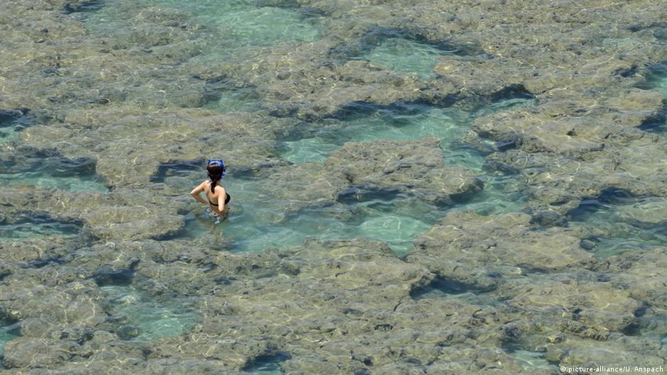 Invasive algae kills off corals in Hawaii