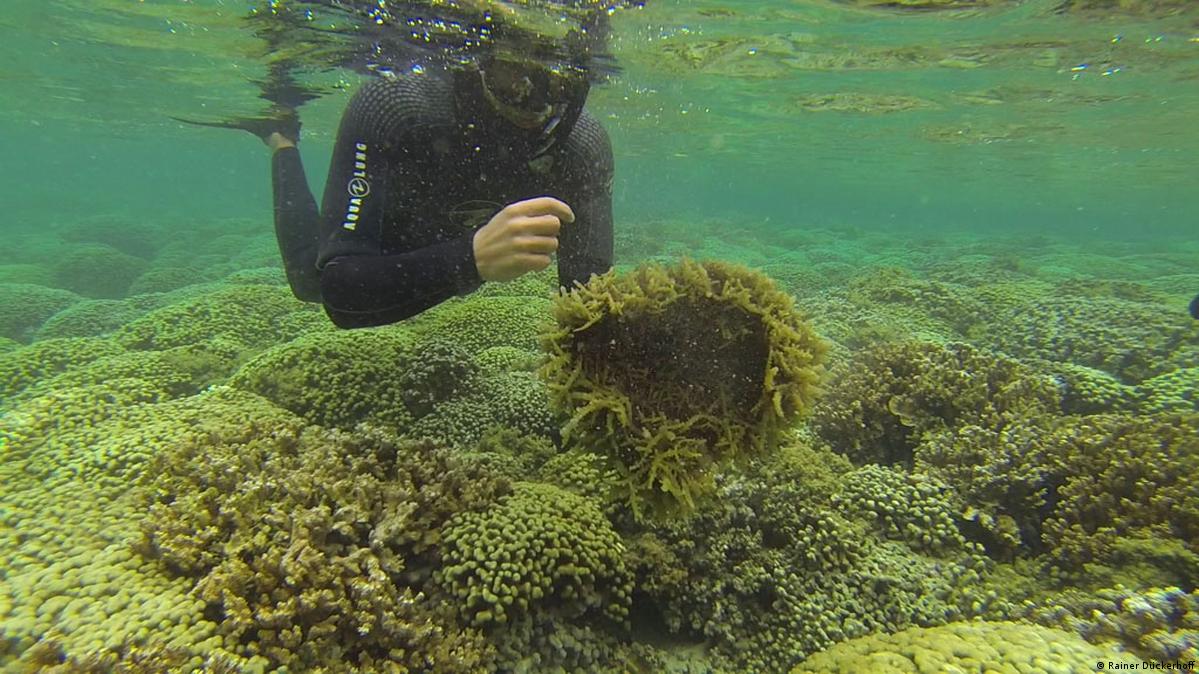 It's hard to be a coral in Hawaii