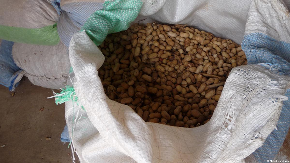 Saving Senegal's peanut basin – DW – 10/26/2015