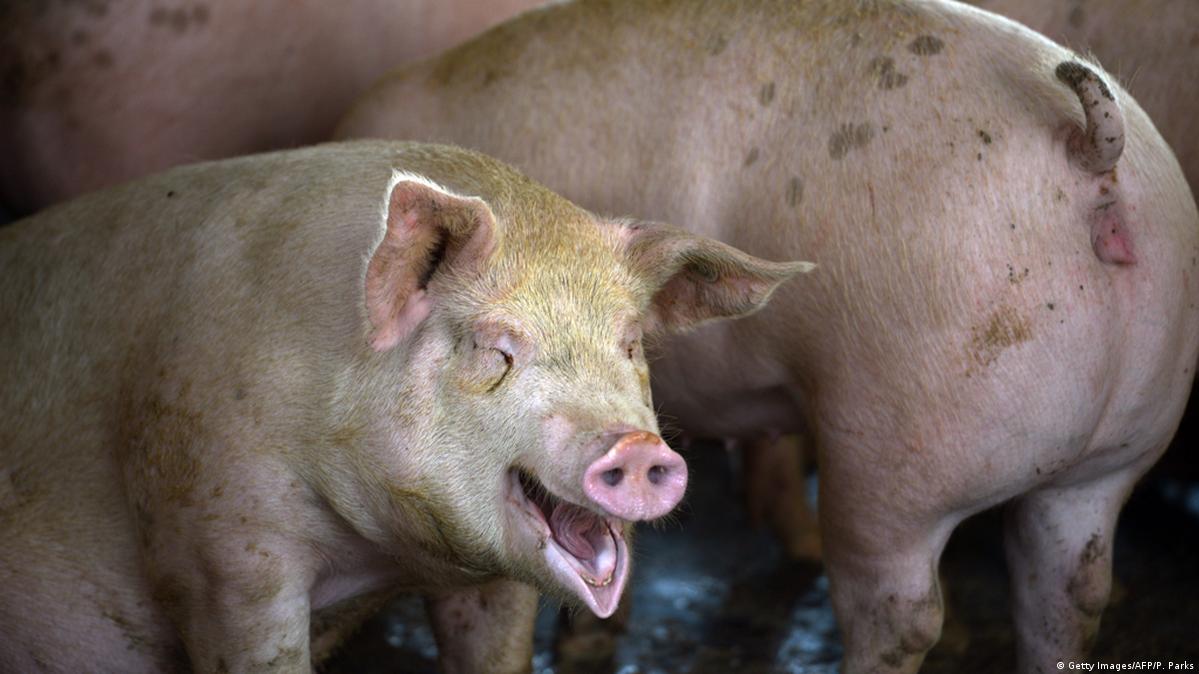 Pig muck power? – DW – 04/07/2016