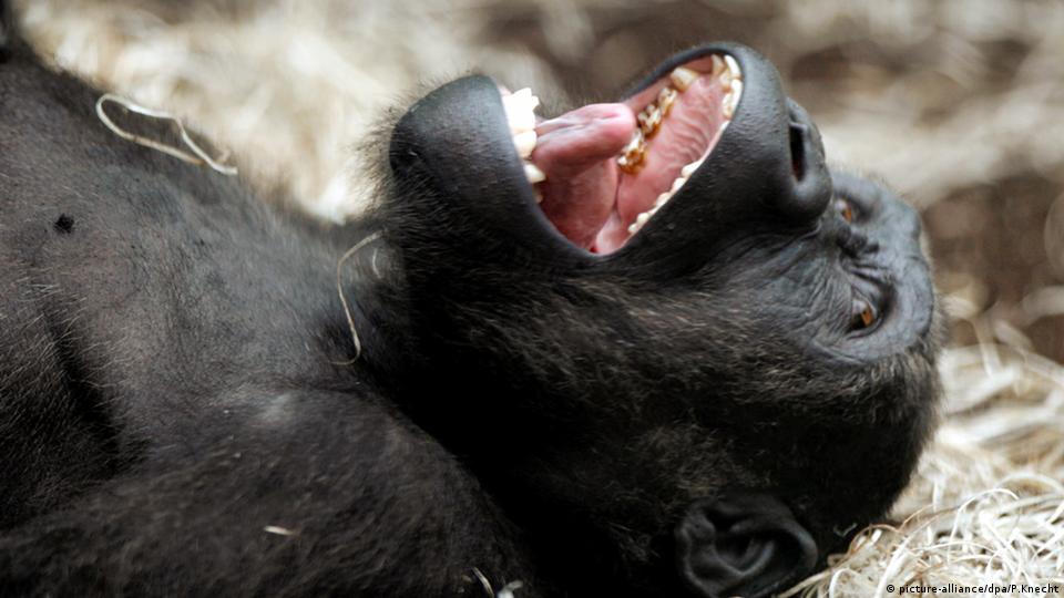 Bonobos Oral