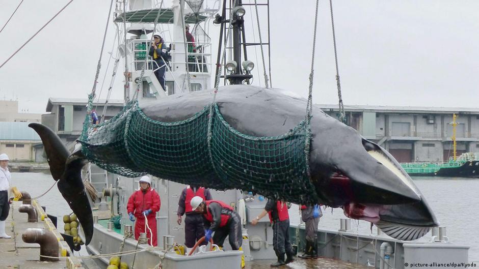 Is Japan's whaling 'sustainable'?