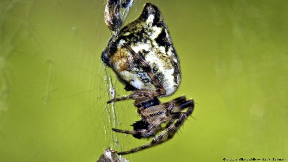 Healing Spider Silk – DW – 03/20/2016