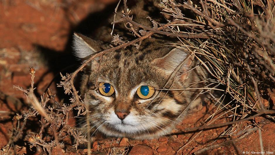 Rare, shy, tiny predators of the desert – DW – 08/08/2016