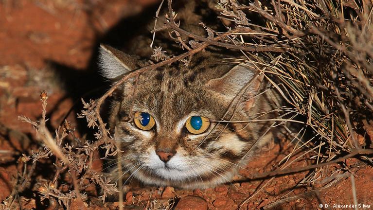 Rare, shy, tiny predators of the desert – DW – 08/08/2016
