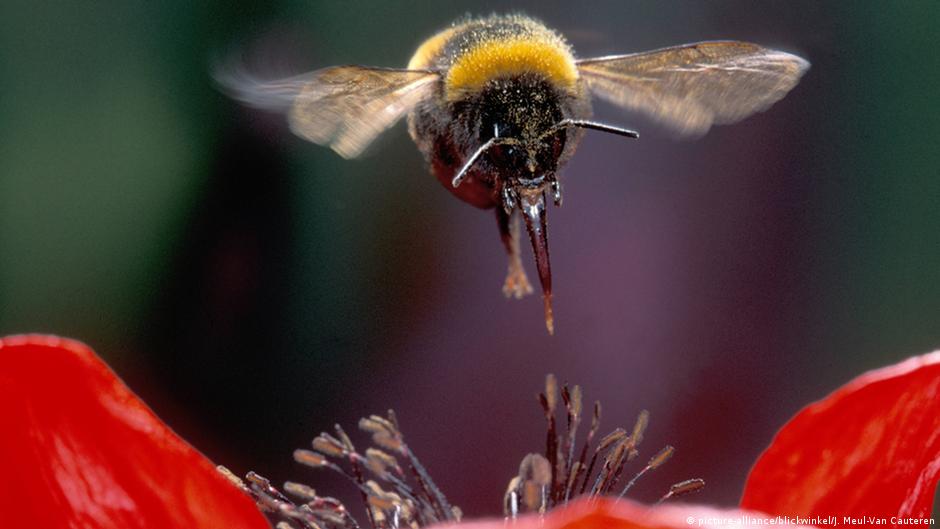 UN report warns of threat to bees