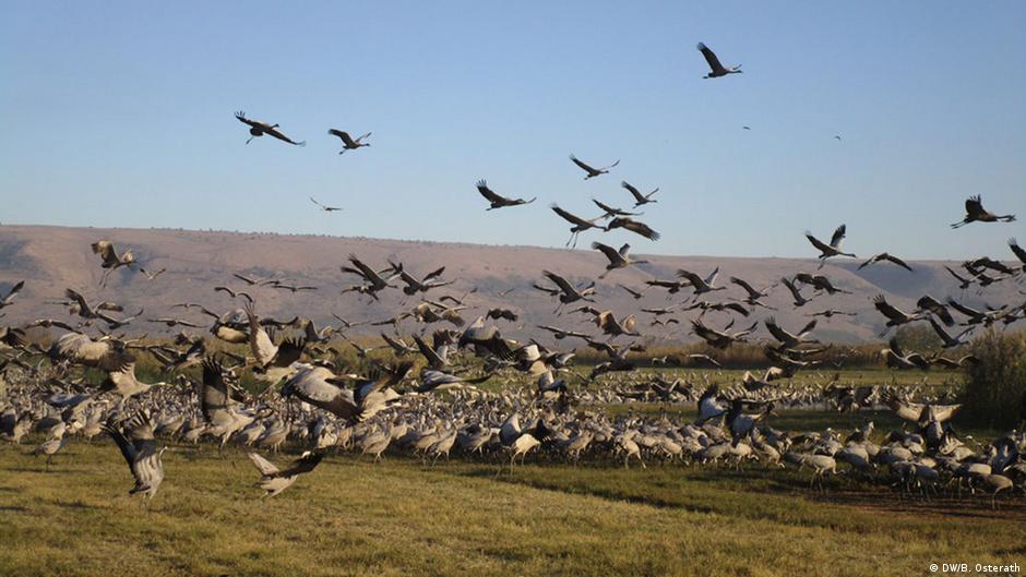 New tracking device for birds – DW – 01/22/2016