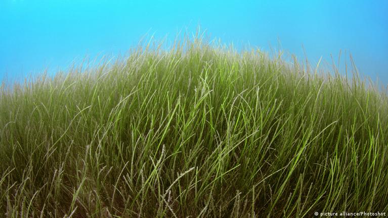 Seagrass – DW – 01/14/2016