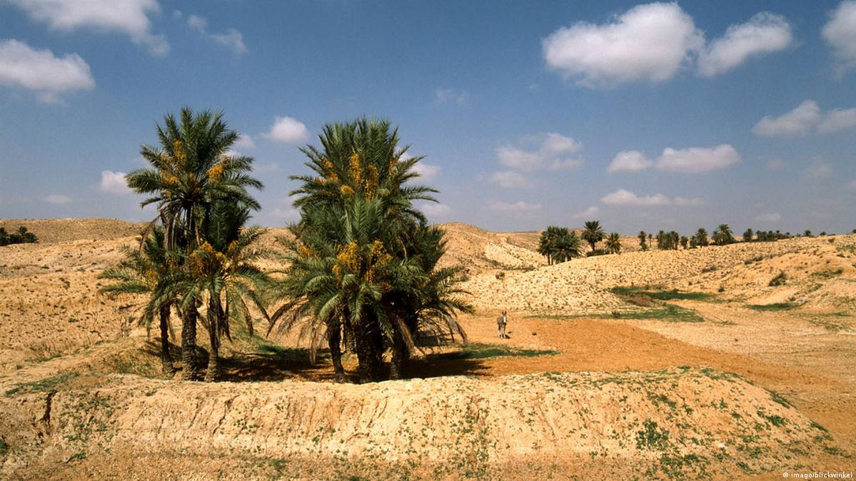 Как Саудитска Арабия накара и пустинята да цъфти – DW – 4.01.2023