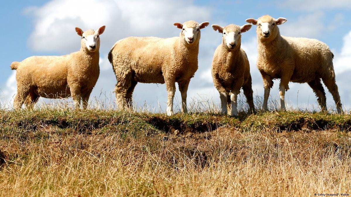 Sheep can learn to recognize faces