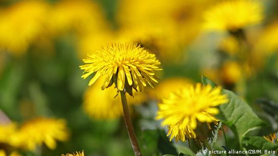 Dandelion rubber for sustainable tires? – DW – 03/10/2021