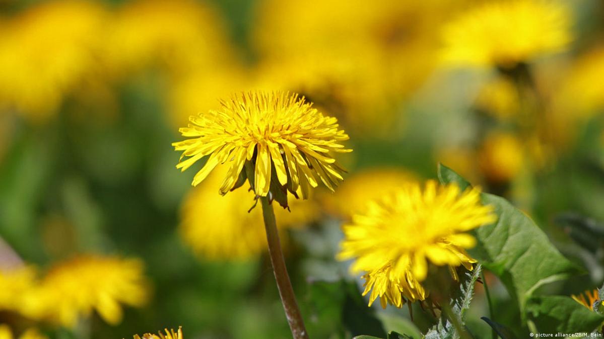 Dandelion rubber for sustainable tires? – DW – 03/10/2021