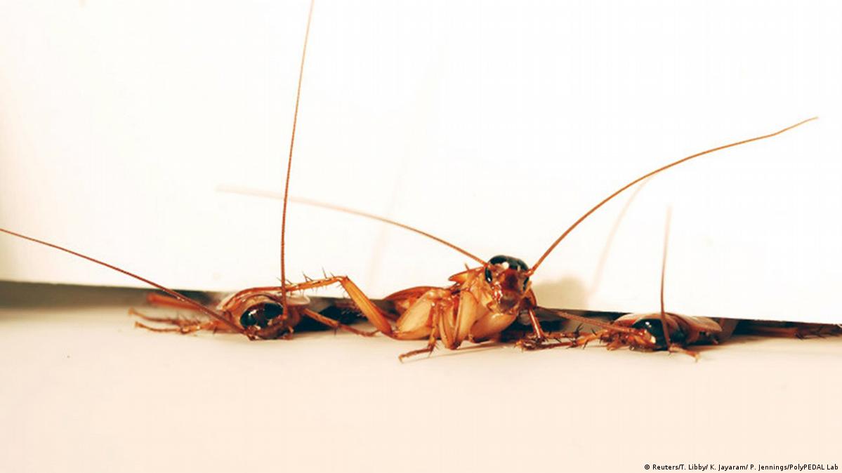 Kako je buba-švaba osvojila svet – DW – 27. 5. 2024.