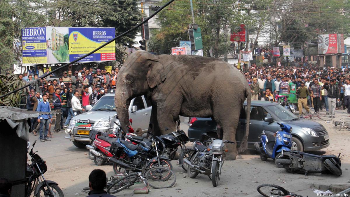 Wild elephant rampages through city in India – DW – 02/10/2016