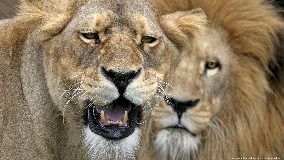 Male Lions Attacking