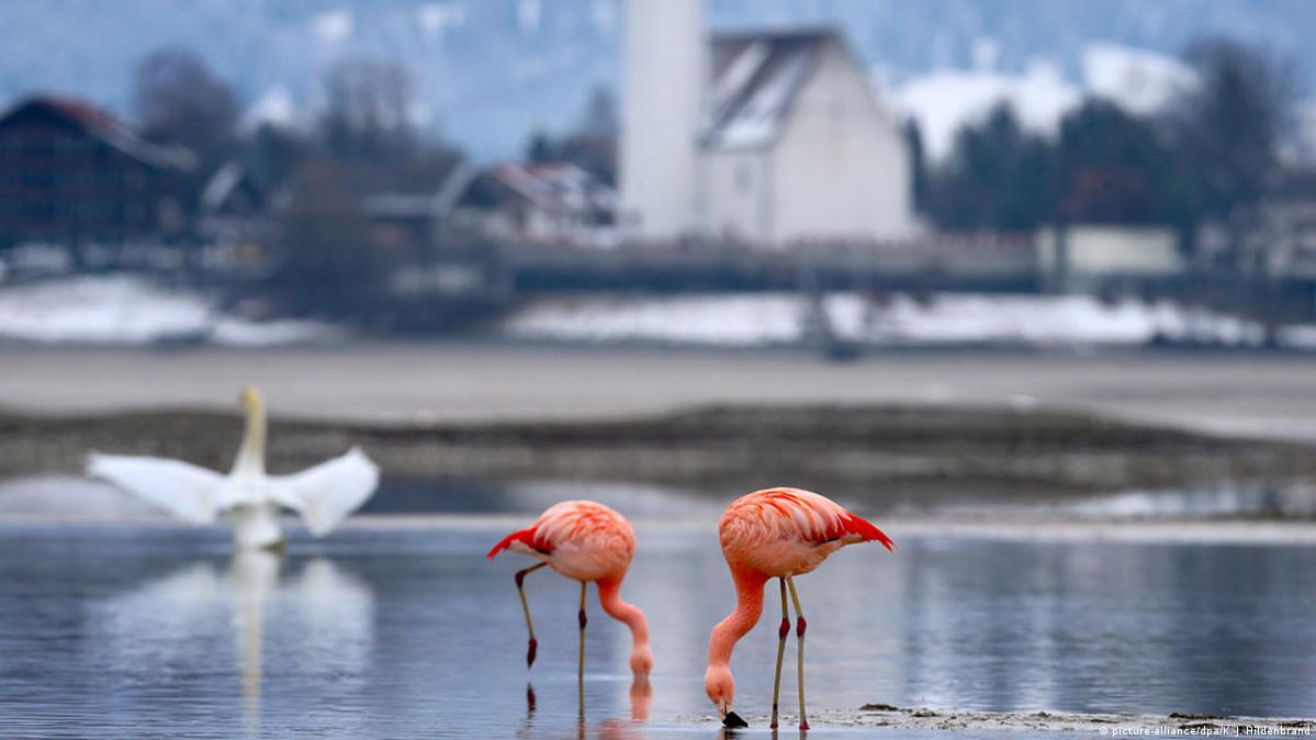 Flamingos in Bavaria