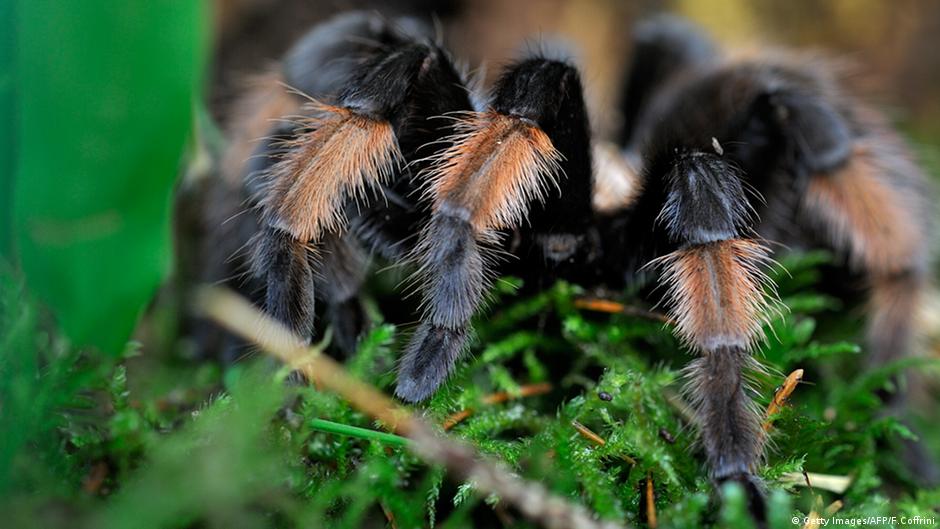 Disgusting creatures – DW – 07/19/2018