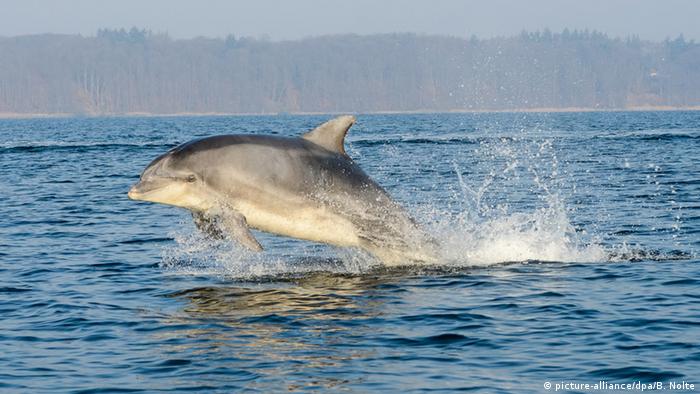 Dolphins in danger | DW Learn German