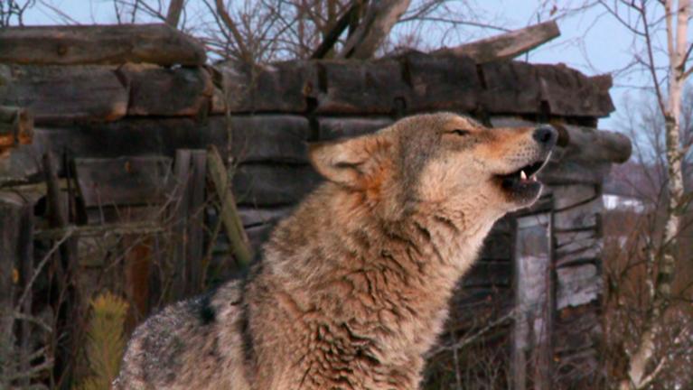 Cry wolf – DW – 11/10/2016